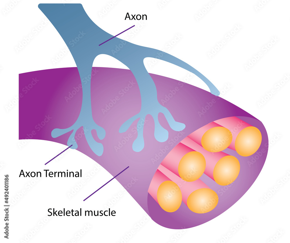 This axon is part of a motor neuron. It transmits nerve impulses to a ...