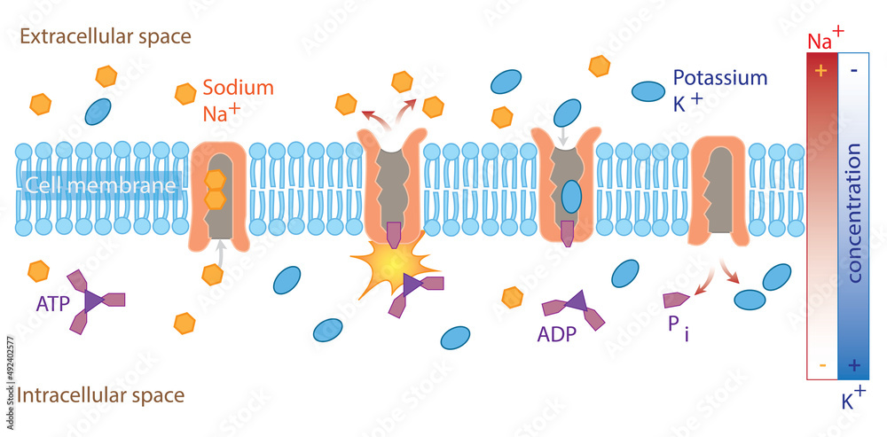 The sodium-potassium pump maintains the resting potential of a neuron ... The sodium-potassium pump maintains the resting potential of a neuron ...