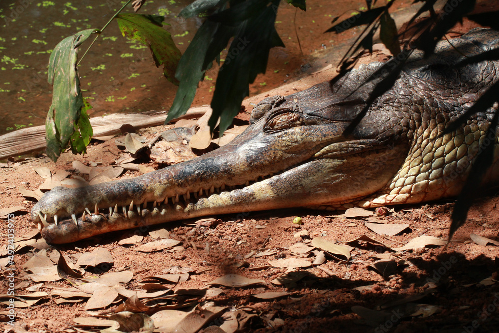 False gavial (Tomistoma schlegelii), also known as the false gharial or Malayan gharial resting ...