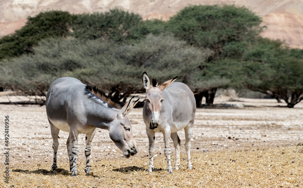 Somali wild donkey (Equus africanus) in nature reserve of the Middle ...