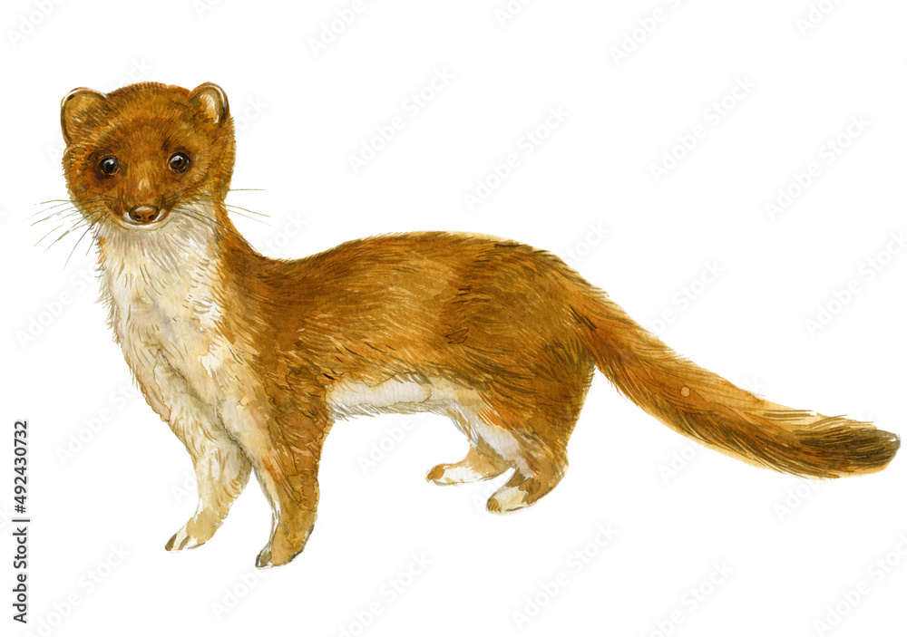 ermine animal watercolor illustration on isolated white background ...