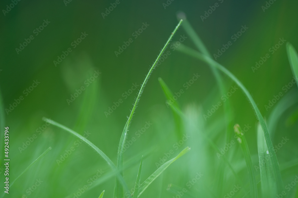Artistic low angle shot of Kikuyu grass with a shallow depth of field ...
