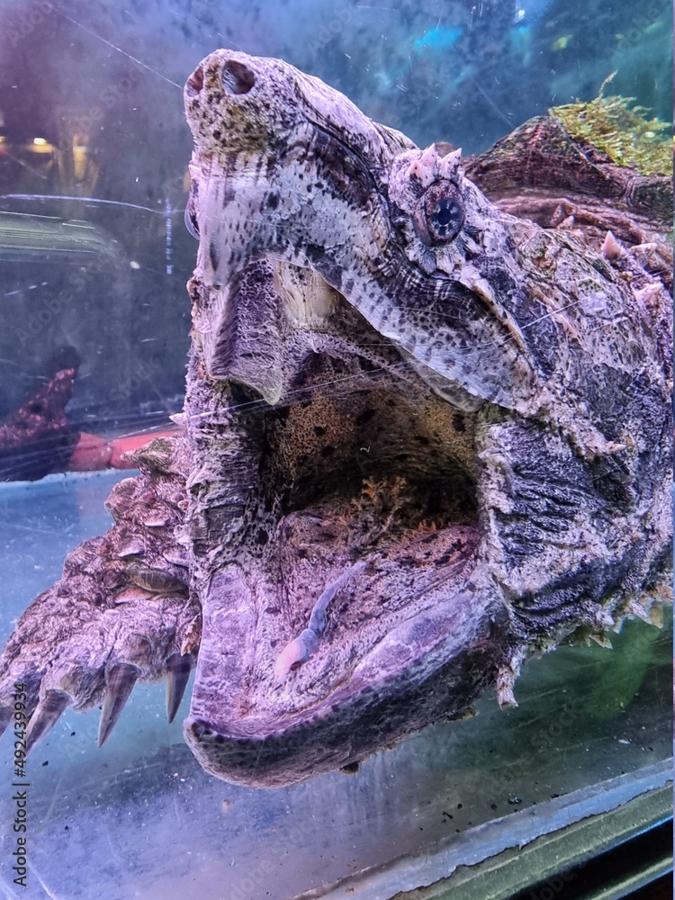 Poster The alligator snapping turtle Macrochelys temminckii, detail of ...