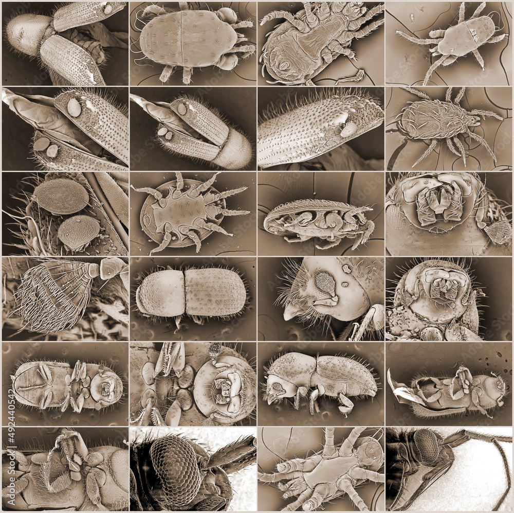 Insect electron microscope photos. Bark beetles, parasitic ticks and ...
