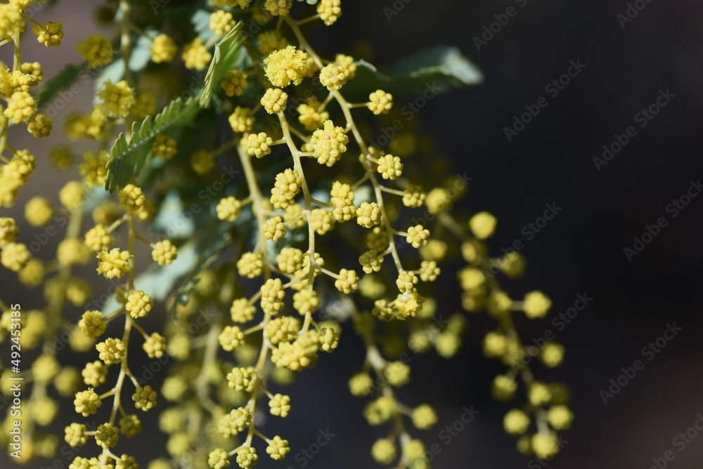 National Tree And Flower Of Australia | Best Flower Site