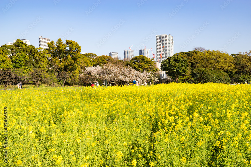 Yellow rape blossom at the Hama-rikyu Gardens, Tokyo, Japan Stock Photo ...