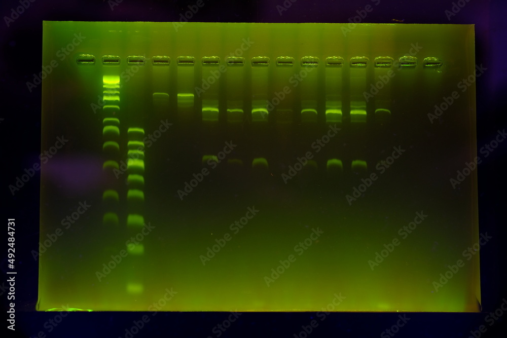 the science DNA analysis by PCR-RFLP of Apis mellifera by gel ... the science DNA analysis by PCR-RFLP of Apis mellifera by gel ...