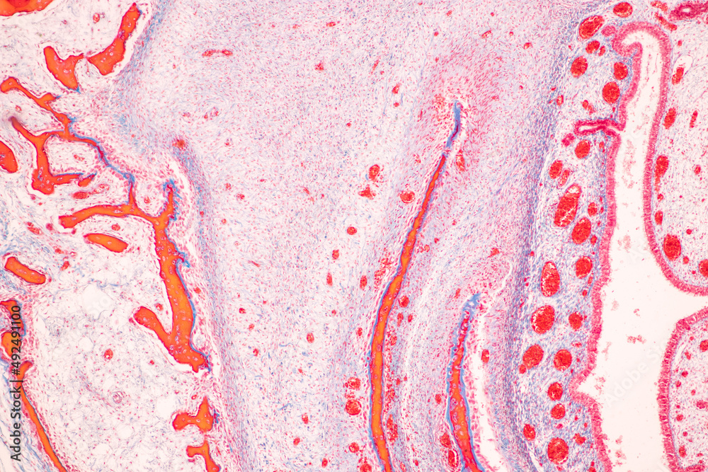 Tooth development from human under microscope view for education. Stock ...