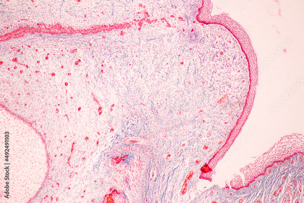 Tooth development from human under microscope view for education. Stock ...