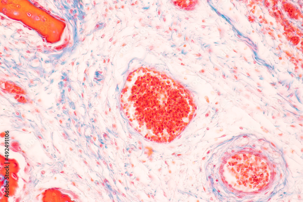 Tooth development from human under microscope view for education. Stock ...