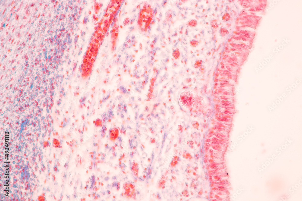 Tooth development from human under microscope view for education. Stock ...