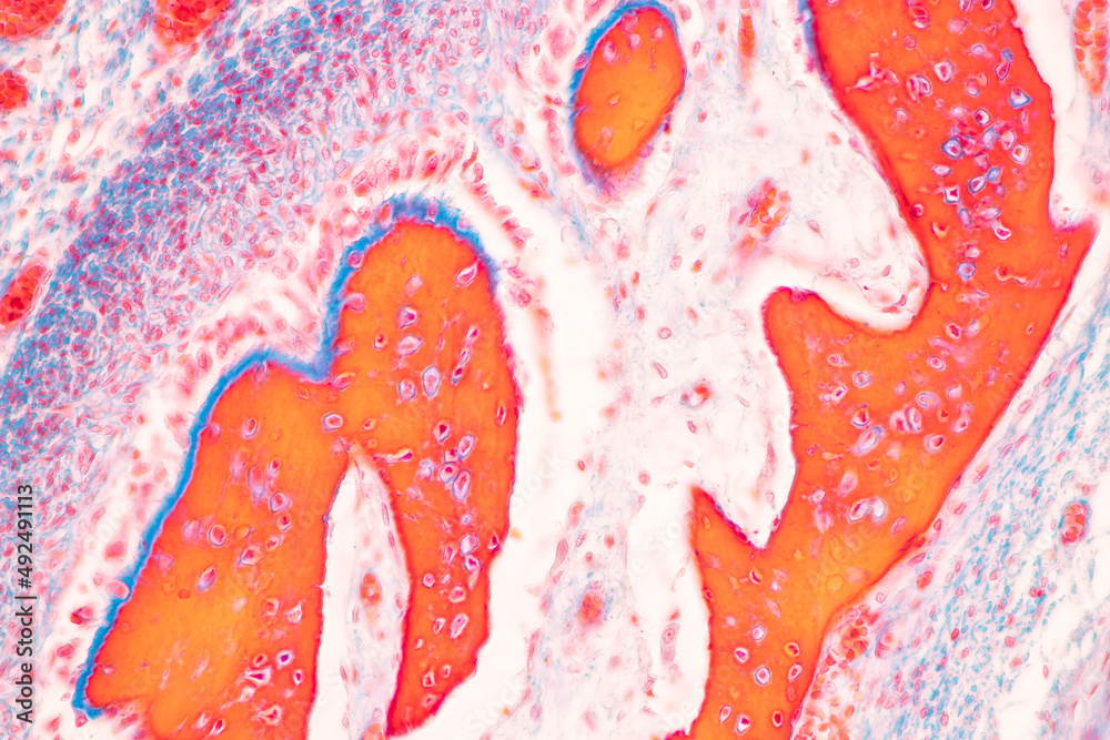 Tooth development from human under microscope view for education. Stock ...