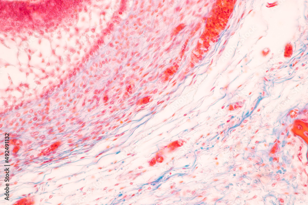 Retina human under microscope view for education. Stock Photo | Adobe Stock