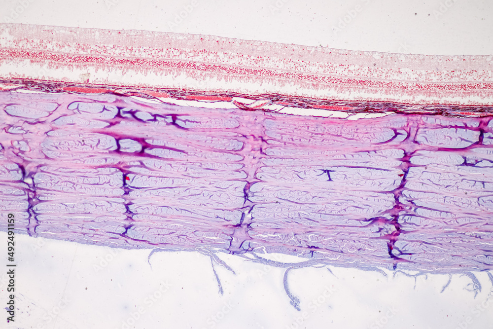Retina human under microscope view for education. Stock Photo | Adobe Stock