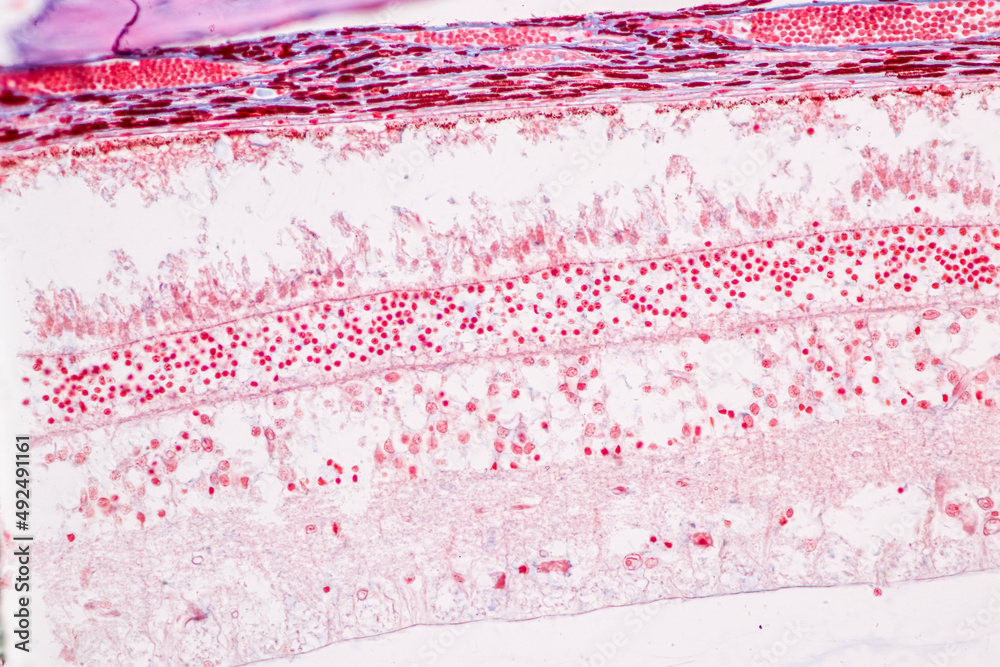 Retina human under microscope view for education. Stock Photo | Adobe Stock