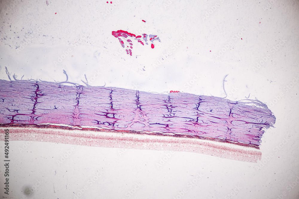 Retina human under microscope view for education. Stock Photo | Adobe Stock