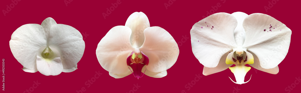isolated white vanda orchid flower with clipping paths. Stock Photo ...