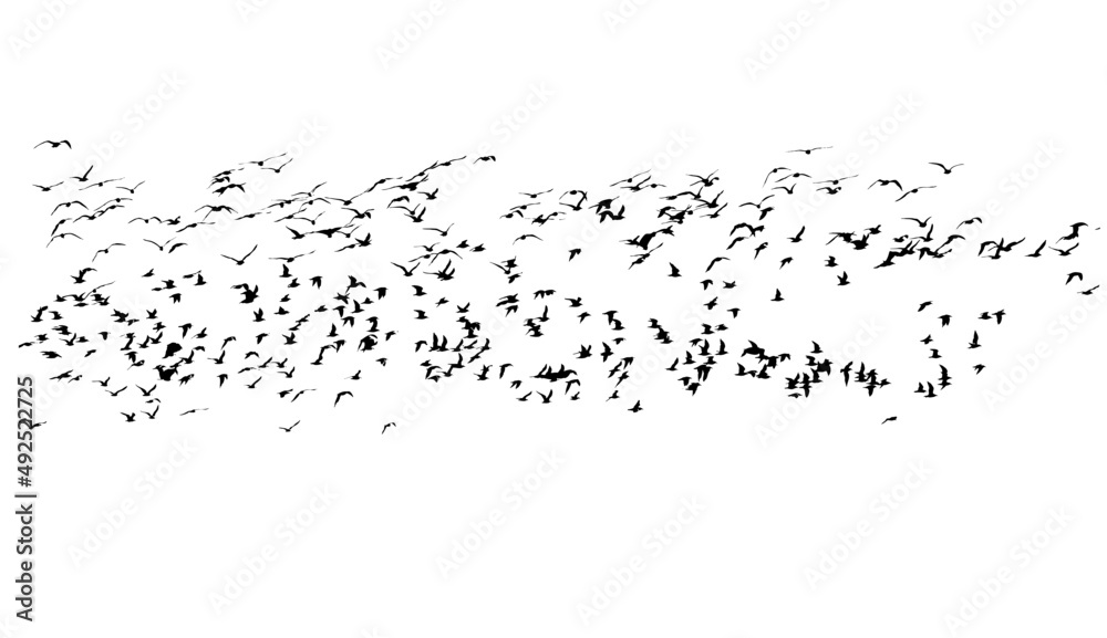 Flying birds. Vector image. White background. Stock Vector | Adobe Stock