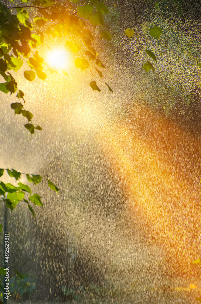 Summer rain in lush green forest, with heavy rainfall background. Rain ...