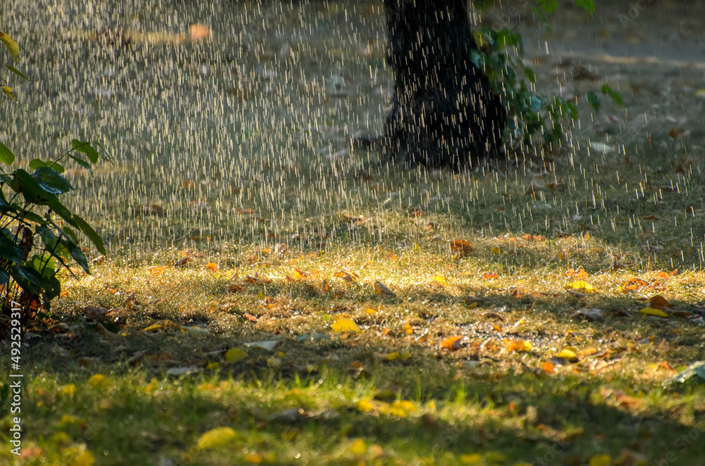 Summer rain in lush green forest, with heavy rainfall background. Rain ...