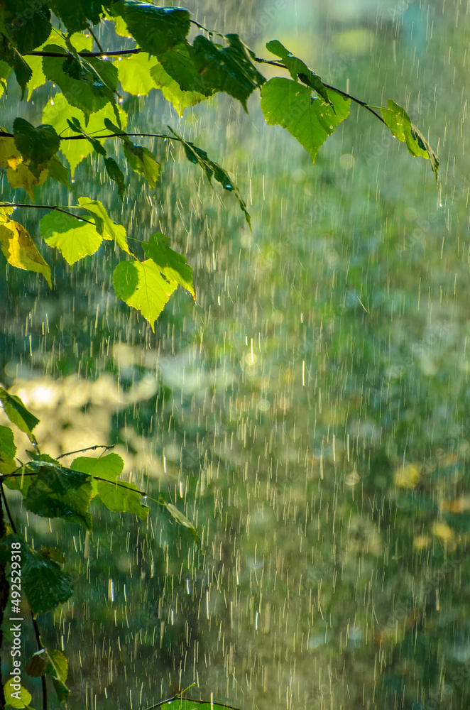 Summer rain in lush green forest, with heavy rainfall background. Rain ...