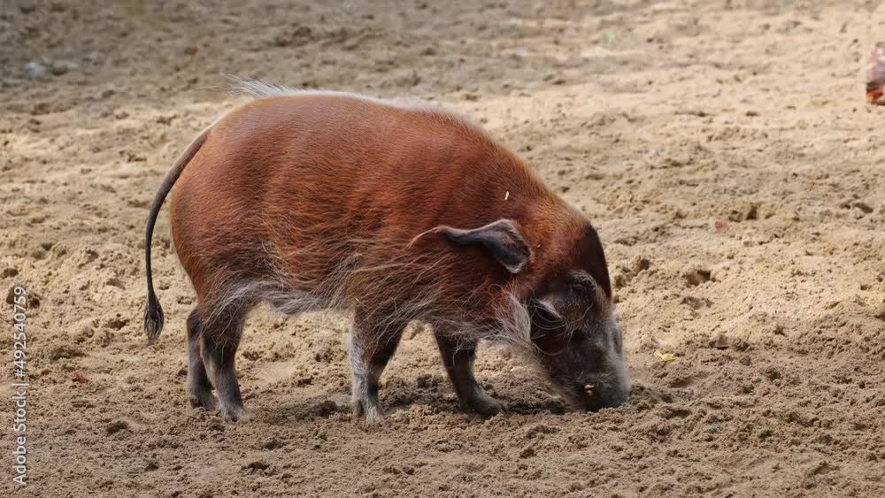 Red river hog, Potamochoerus porcus, also known as the bush pig. This ...
