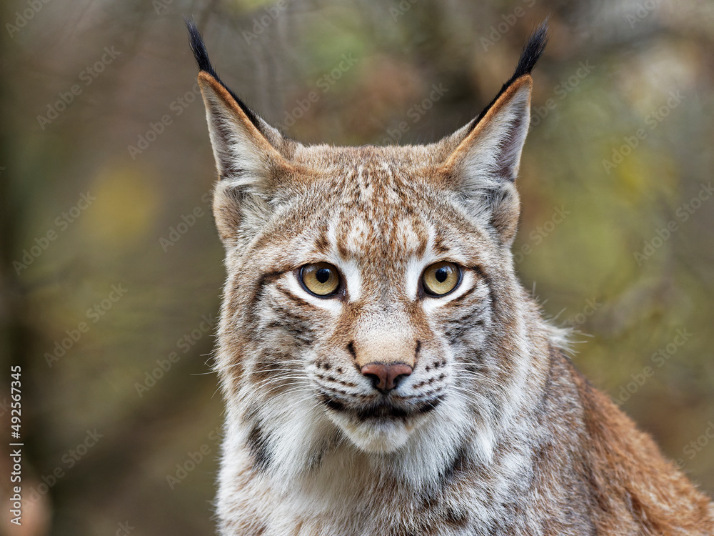 Eurasische Luchs, Lynx lynx, Nordluchs, Luchs foto de Stock | Adobe Stock