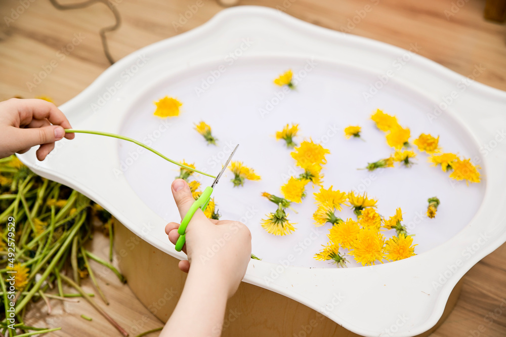 Kids sensory tool. DIY at home toy with natural dandelion. Fun outdoor ...