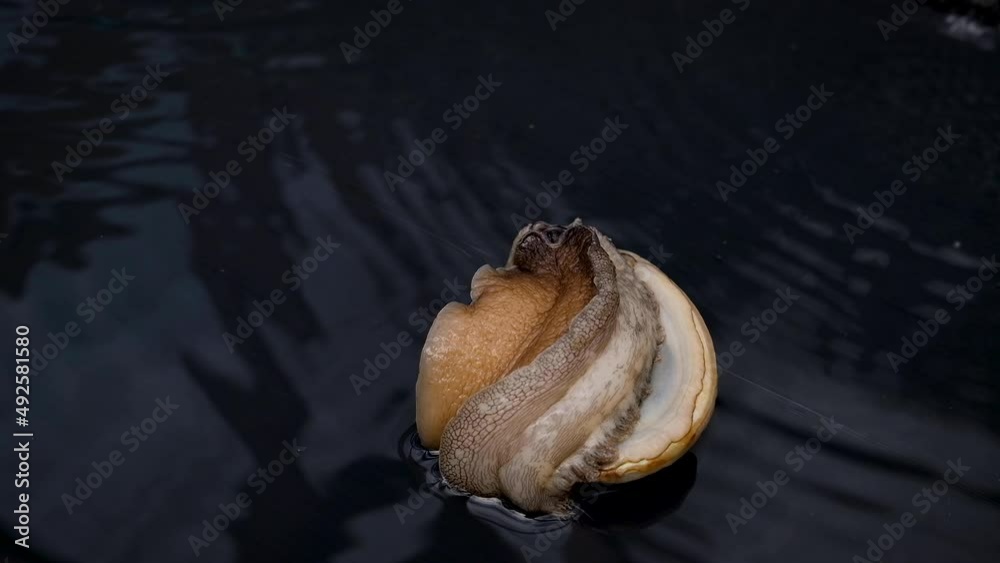 Single abalone lying on its back flips over using strong foot Stock 비디오 ...