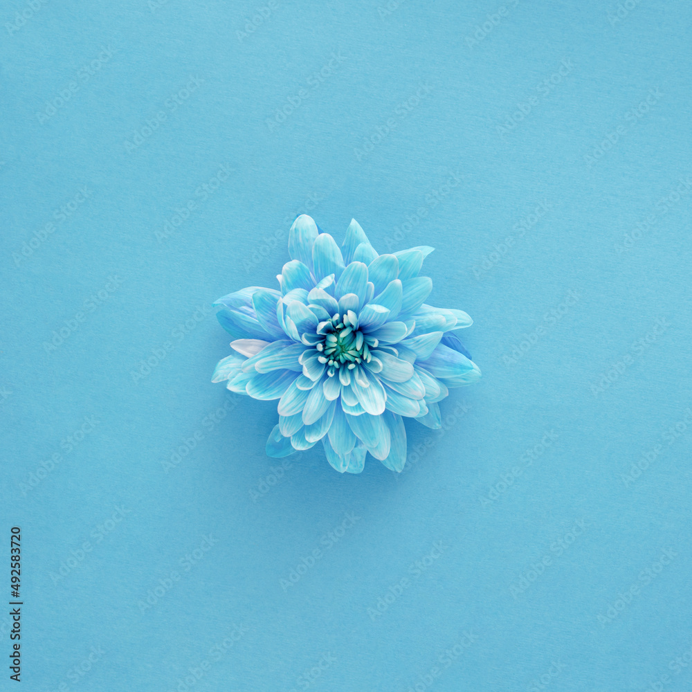 Images Of Sky Blue Color Flowers | Best Flower Site