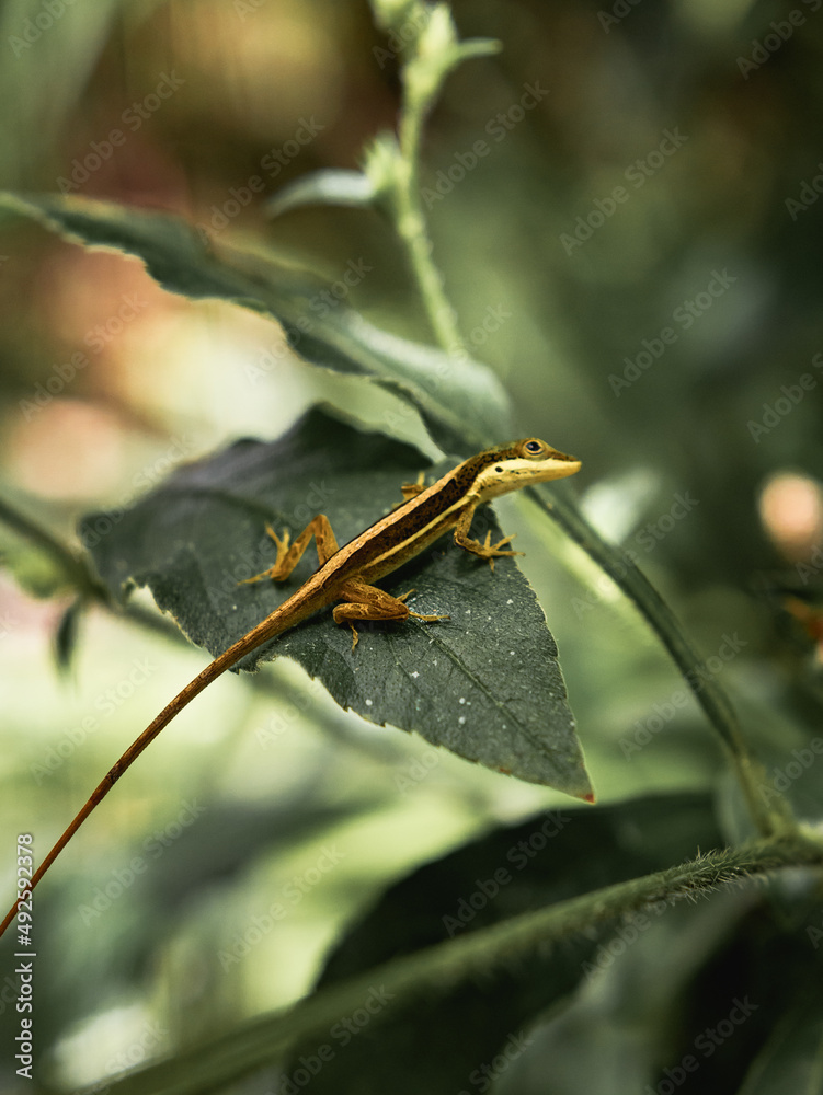 El Yunque Rain Forest Puerto rico lovely lizard Stock Photo | Adobe Stock