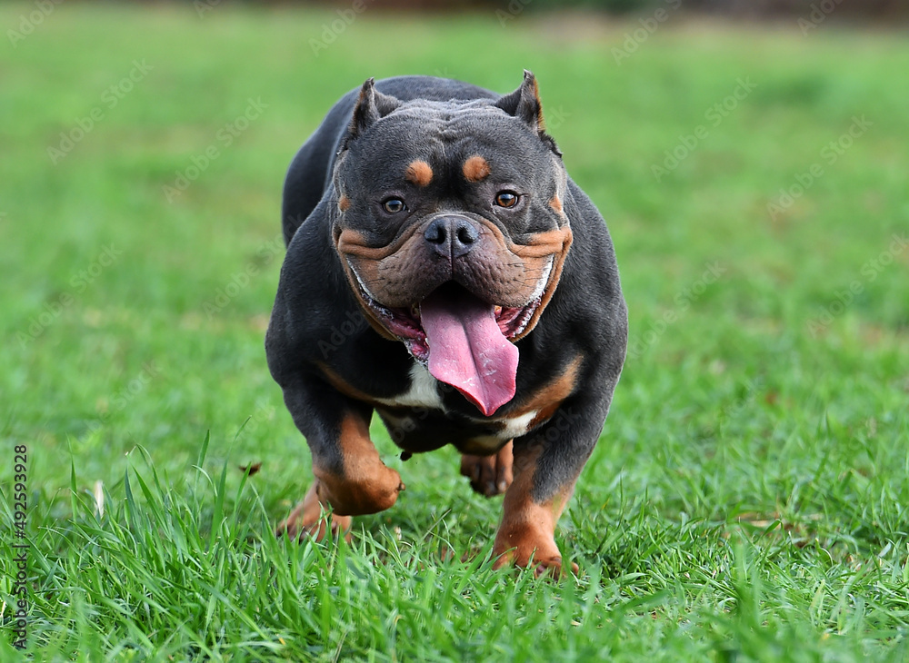 American Bully Rottweiler Mix