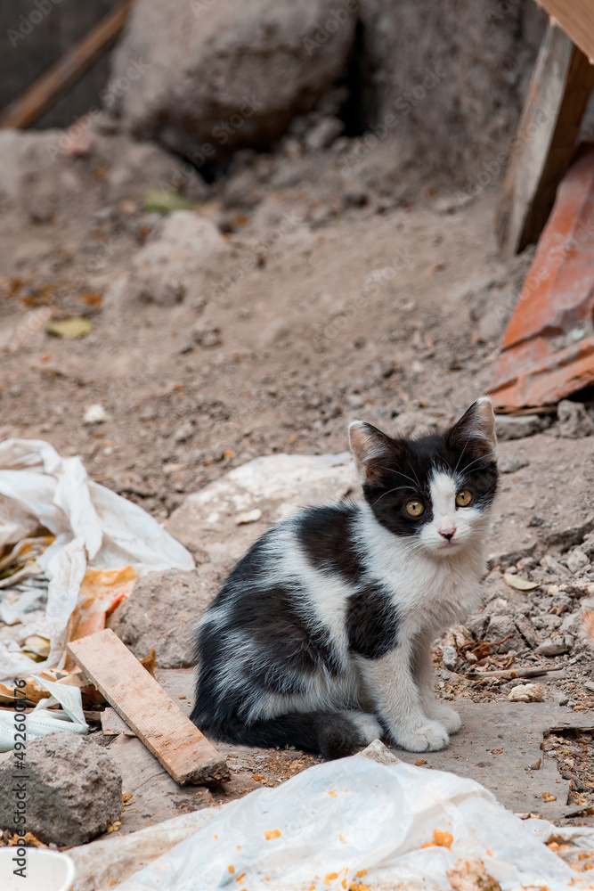 Beautiful abandoned kitten living in ruined slum looking at camera ...