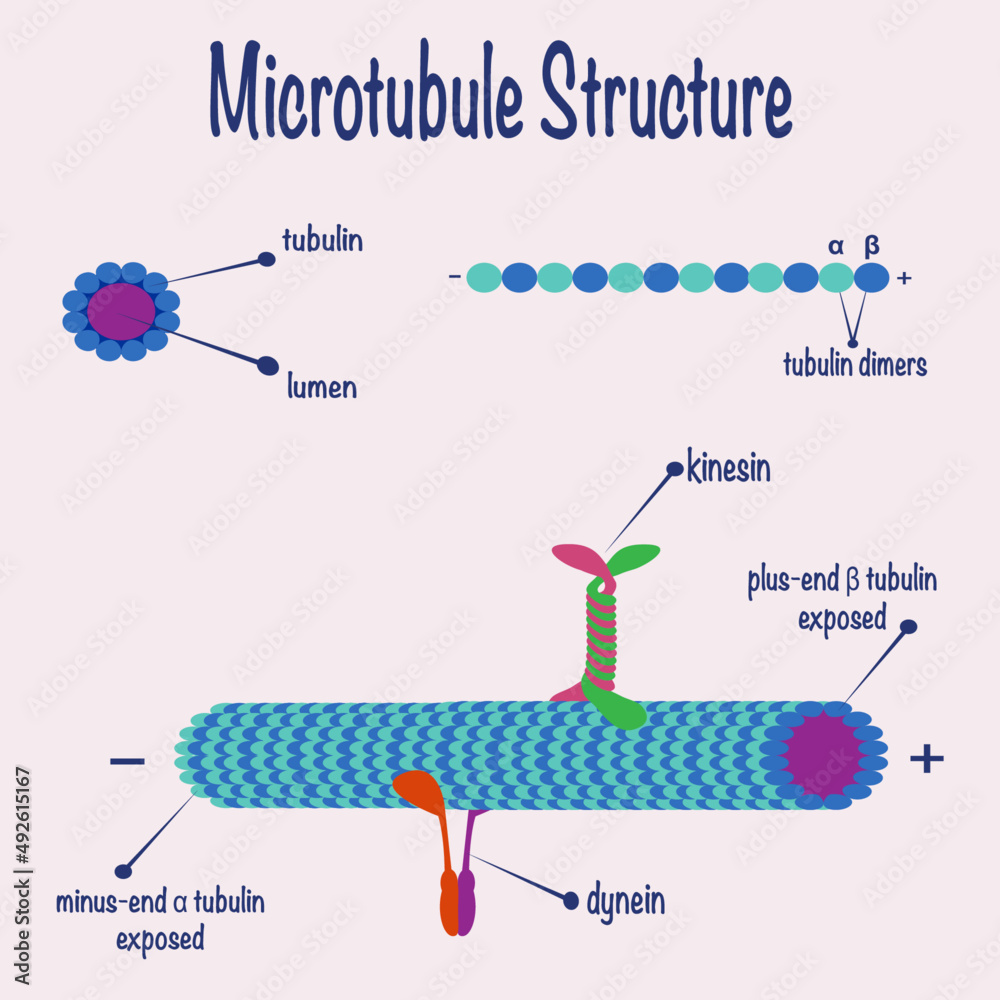 Microtubule structure diagram Stock Vector | Adobe Stock