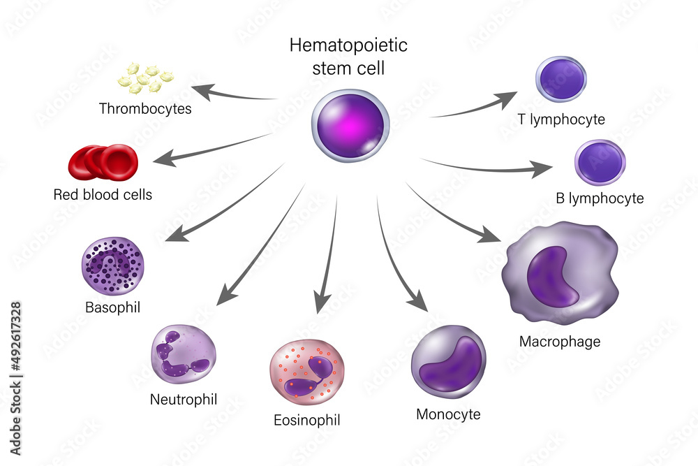 Hematopoietic Stem Cells Diagram