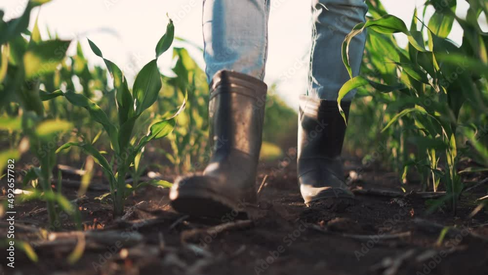 Agriculture. Farmer in rubber boots walk through corn field. Farmer ...