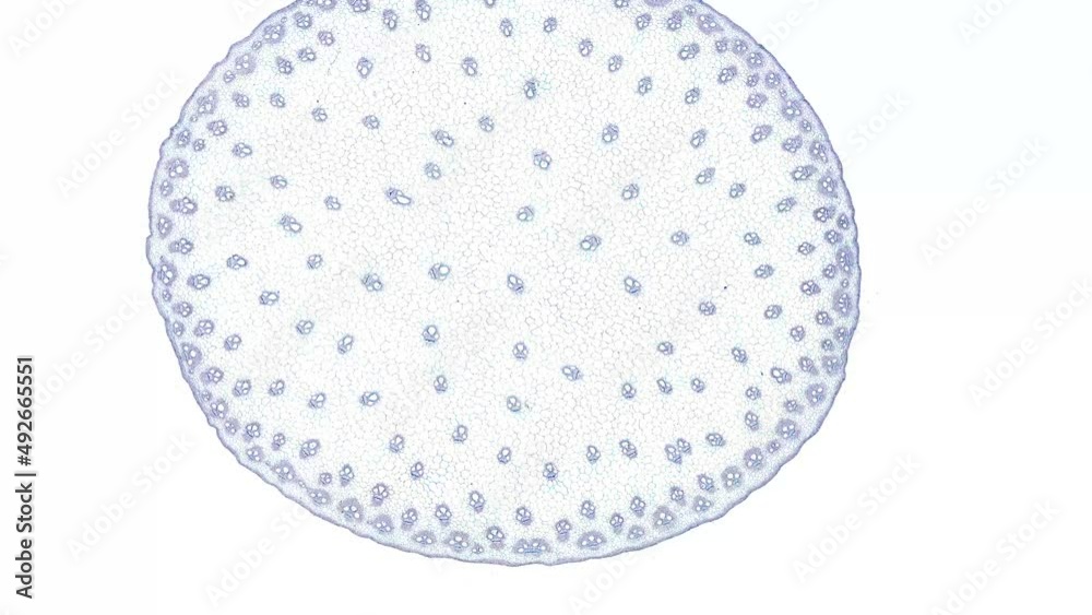 zoom in cross section cut slice of plant stem under the microscope ...