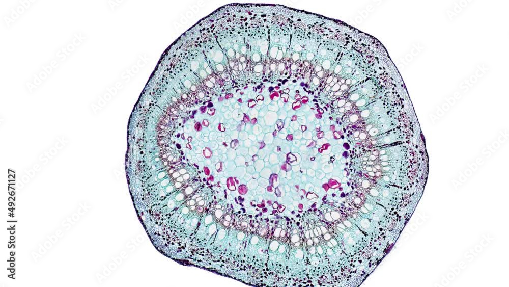 zoom in cross section cut slice of plant stem under the microscope ...