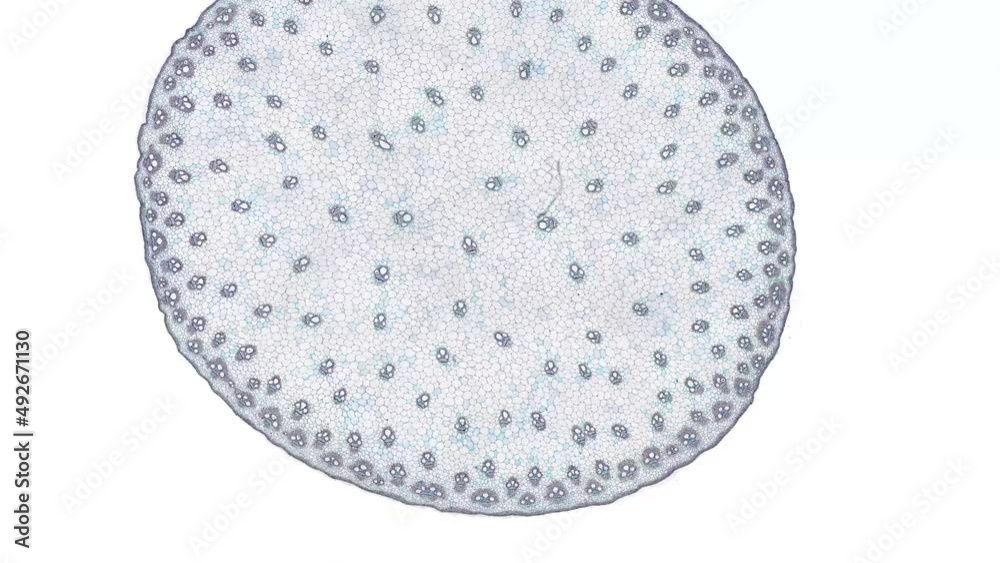 Video Stock zoom in cross section cut slice of plant stem under the ...