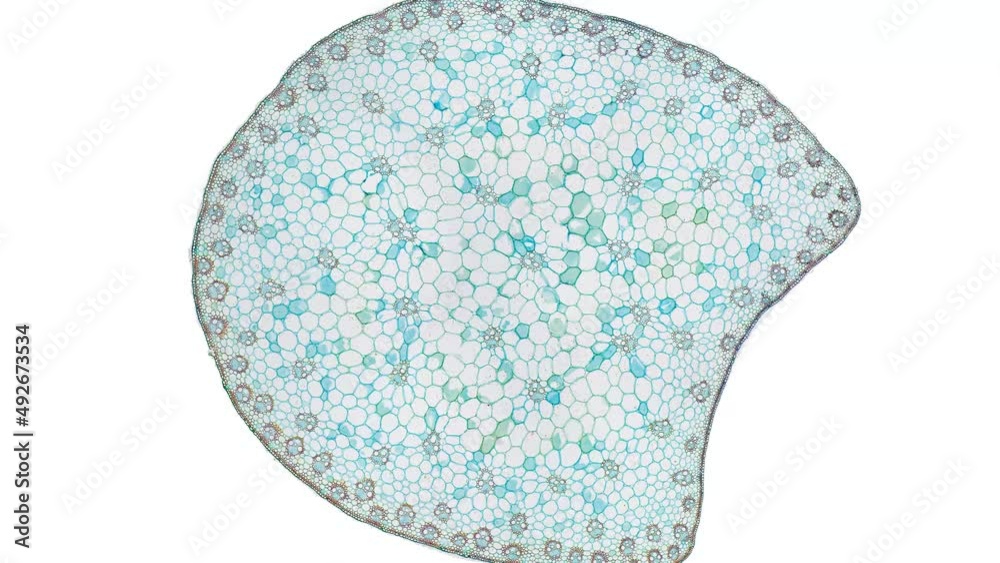 zoom in cross section cut slice of plant stem under the microscope ...