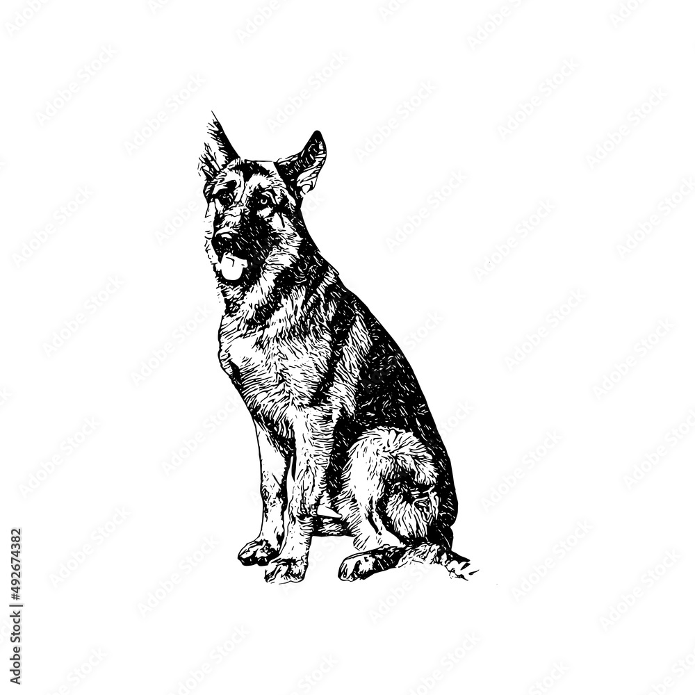 dog Vector drawing illustration black and white engrave isolated ...