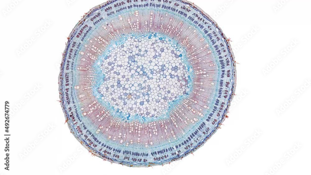 zoom in cross section cut slice of plant stem under the microscope ...