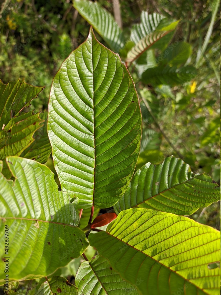 Kratom plants (Mitragyna speciosa) grows wild and fertile in the ...