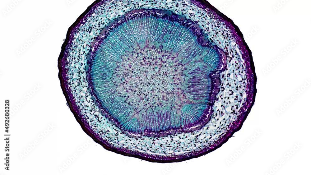 Video „zoom in cross section cut slice of plant stem under the ...