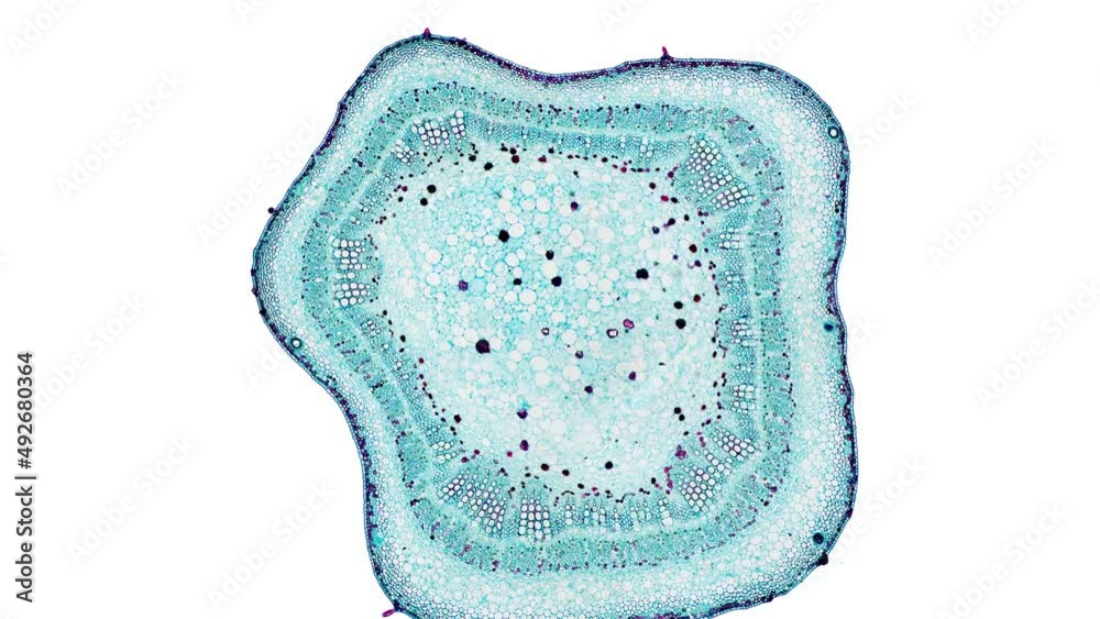 zoom in cross section cut slice of plant stem under the microscope ...
