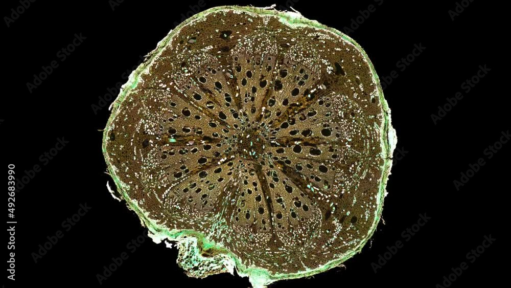 zoom in cross section cut slice of plant stem under the microscope ...