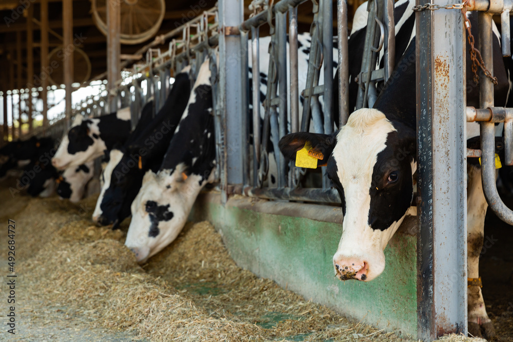 Holstein Cows Eating