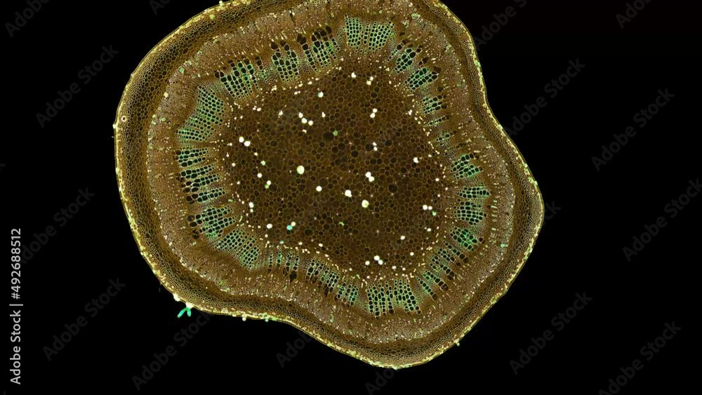zoom in cross section cut slice of plant stem under the microscope ...