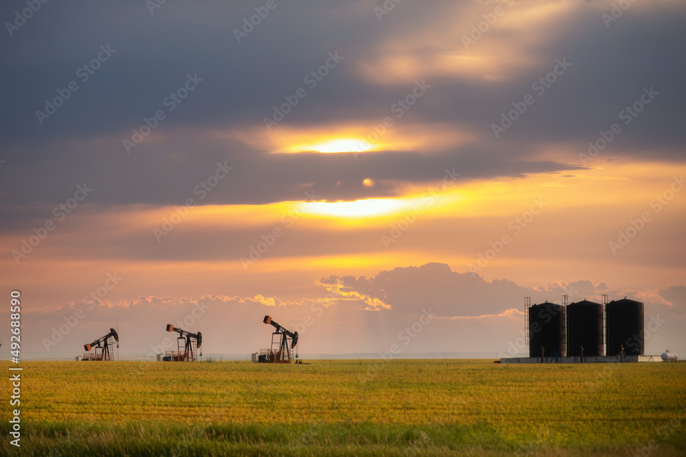 Three crude oil pump jacks and storage tanks in a canola field in a ...
