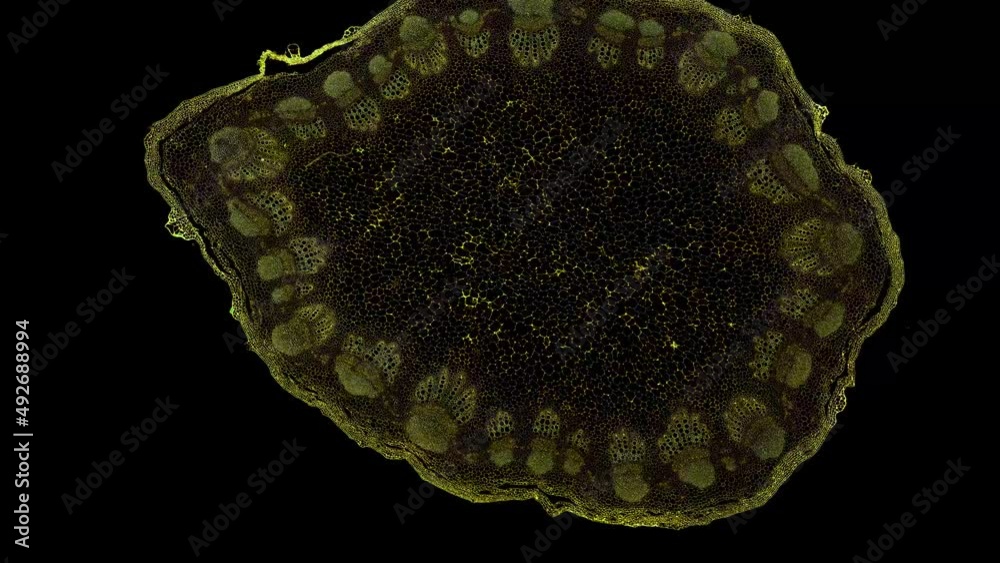 zoom in cross section cut slice of plant stem under the microscope ...